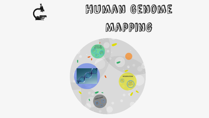 Human Genome Mapping by Lauren m on Prezi