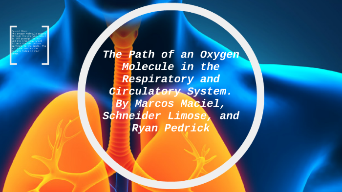 The Path of an Oxygen Molecule in the Respiratory and Circu by Marcos ...