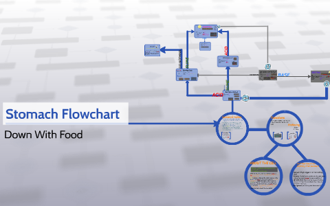 Stomach Simulation Flowchart by Minerva Wu on Prezi