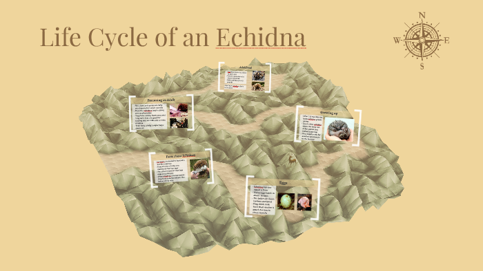 Life Cycle of an Echidna by Mikayla Barnett on Prezi