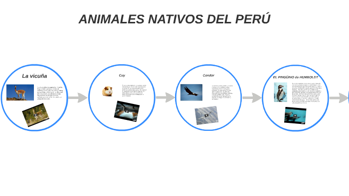 ANIMALES NATIVOS DEL PERÚ by Fabrizio Vidal Casaperalta
