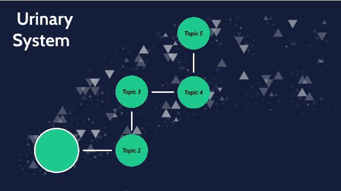 Urinary System Project by Raegan Henry on Prezi