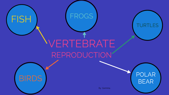 Vertebrate Reproduction by Gema Pérez Bermejo on Prezi