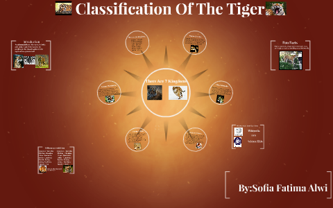 classification of the tiger by Sofia Alwi on Prezi