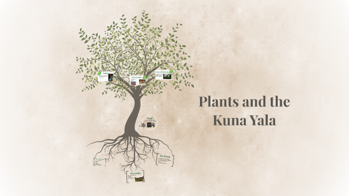 The Kuna of Panama: Plants and their uses by Sarah Davenport on Prezi
