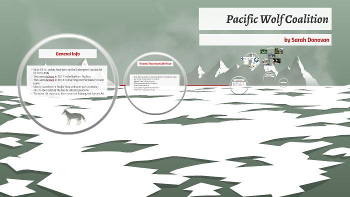 Pacific Wolf Coalition by Sarah Donovan on Prezi