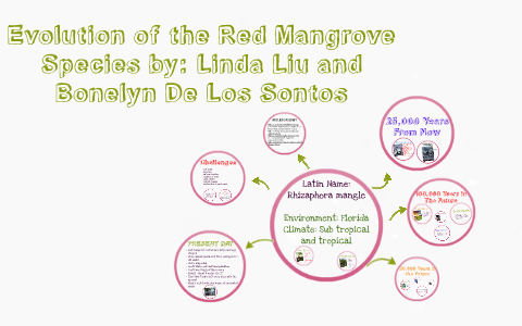 Evolution of the Red Mangrove Species by Linda Liu on Prezi