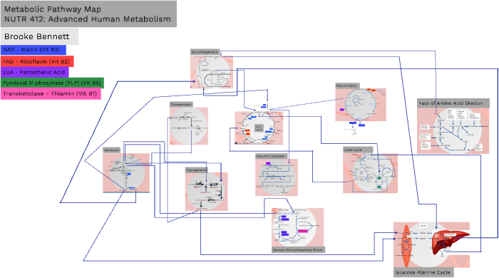 Metabolic Pathway Map by Brooke Bennett on Prezi