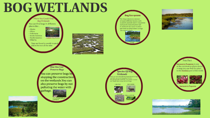 BOG WETlANDS by sophie L on Prezi
