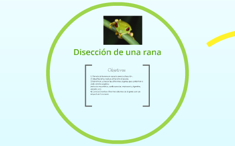 Disección de una rana by ashley romero on Prezi