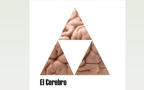 El Cerebro By Dani Valenzuela On Prezi
