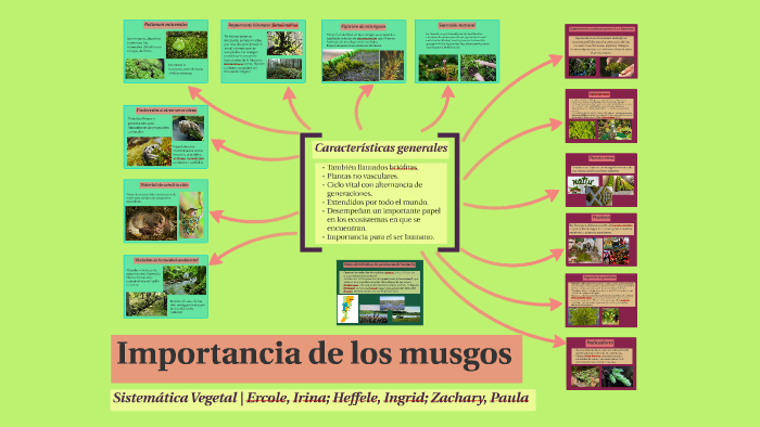 Importancia de los musgos by Paula Zachary on Prezi
