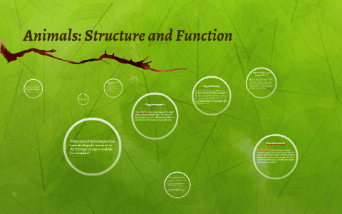 Animals: Structure and Function by Amber Darkflame on Prezi