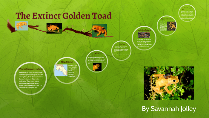 The Extinct Golden Toad by Savannah Jolley on Prezi