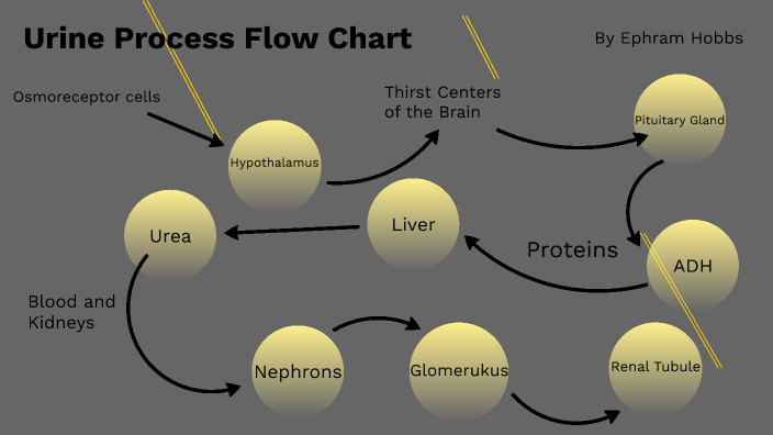 Flow Of Urine Diagram Urinary System Renal Functions Tract P