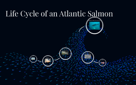 Life Cycle of an Atlantic Salmon by Braden C on Prezi