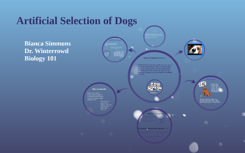 Artificial Selection of Dogs by Bianca simmons on Prezi