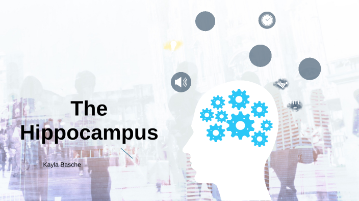 The Hippocampus by Kayla Basche on Prezi