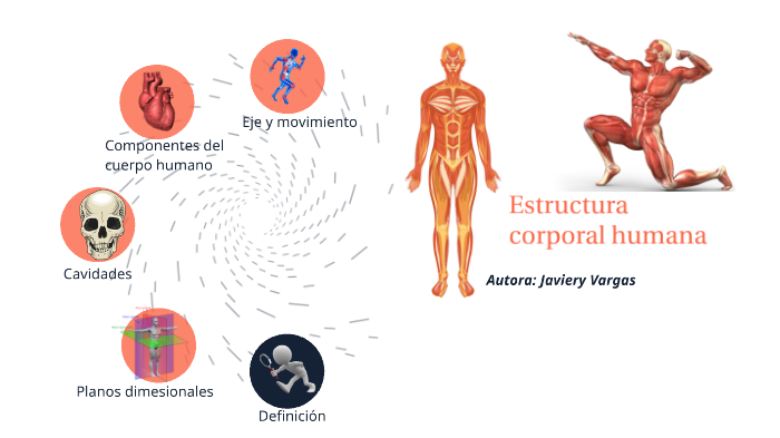 estructura corporal humana by Tatiana Vargas on Prezi