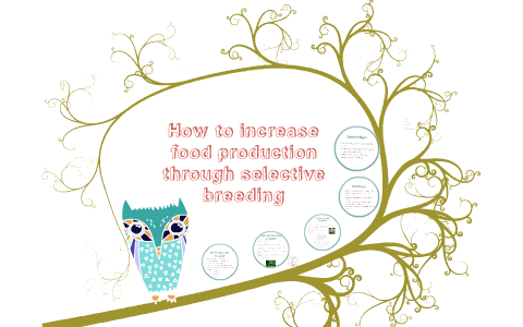 How to increase food production through selective breeding by on Prezi