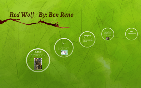 Red Wolf Scientific Name: Canis Rufus by Ben Reno on Prezi