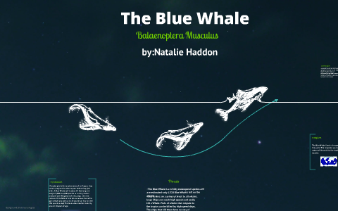 the blue whale presentation by splish hippo on Prezi