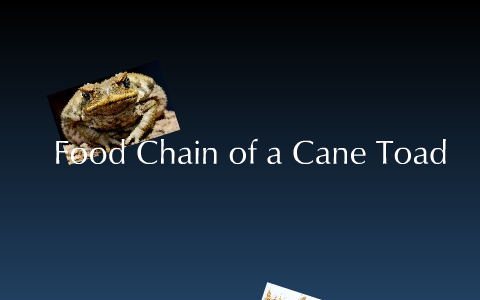 Food Chain of a Cane Toad by robbie smith on Prezi