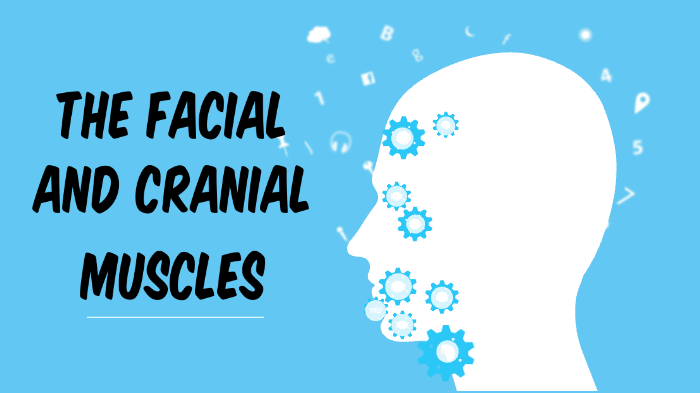 The Facial and Cranial Muscles by sandra leon on Prezi