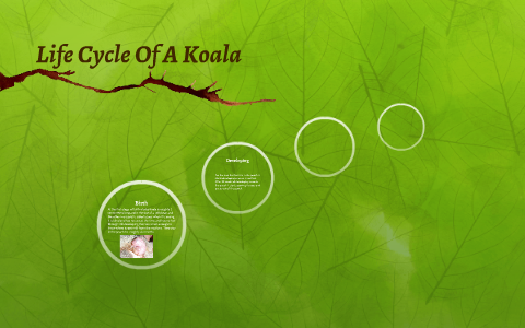 Life Cycle Of A Koala by Alex Peters on Prezi