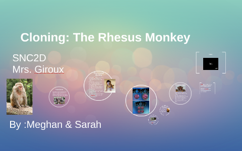 Cloning: The Rhesus Monkey by Meghan Dowsley on Prezi