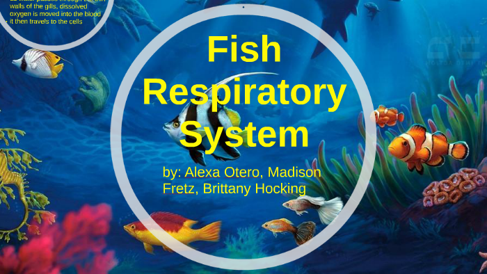 Fish Respiratory System by brittany hocking on Prezi