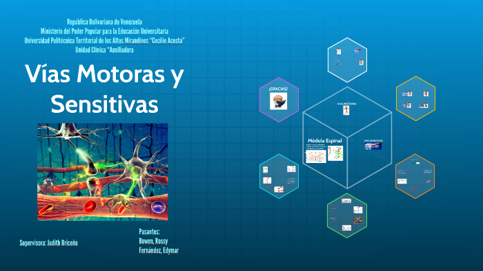 Vías Motoras y Sensitivas by Edymar Fernández on Prezi