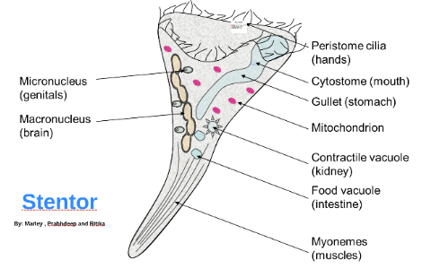 Stentor by ritika mistry on Prezi
