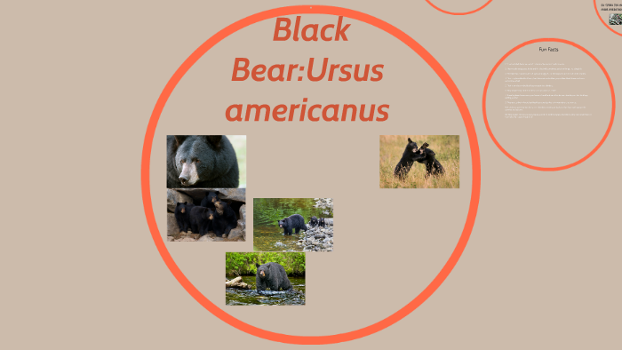 5 Body Structures of a Black Bear by alex hill on Prezi