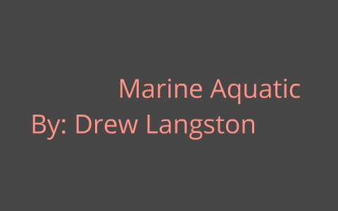 Marine Food Web by Drew Langston on Prezi