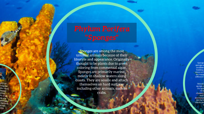 Porifera - Sponges by Dionne Merritt on Prezi