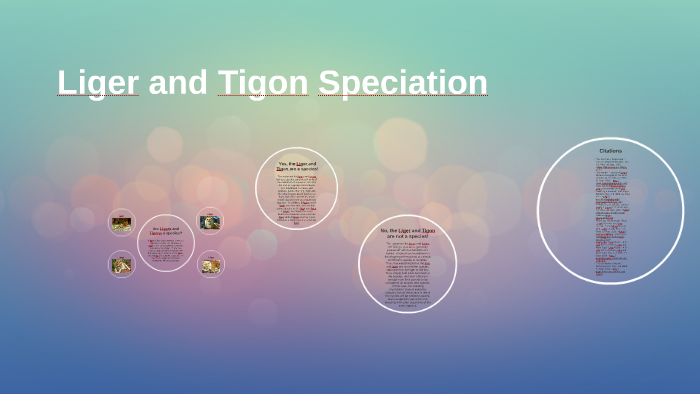 Liger and Tigon Speciation by Elizabeth Graham on Prezi