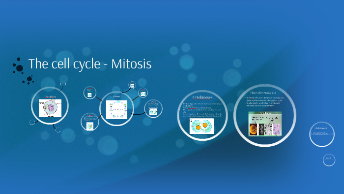 The cell cycle - Mitosis by Ana Duarte on Prezi