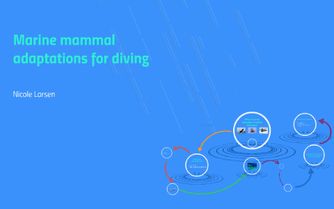 Marine mammal adaptations for diving and thermoregulation by Nicole ...