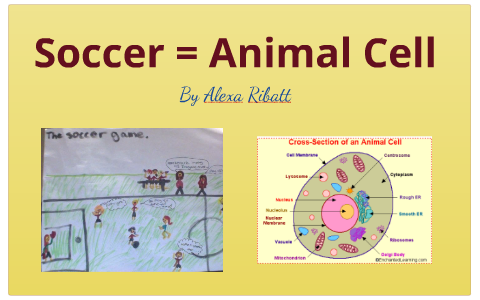 Soccer Cell by Alexa Rib on Prezi