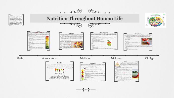 nutrition throughout human life by Stephanie Armstrong