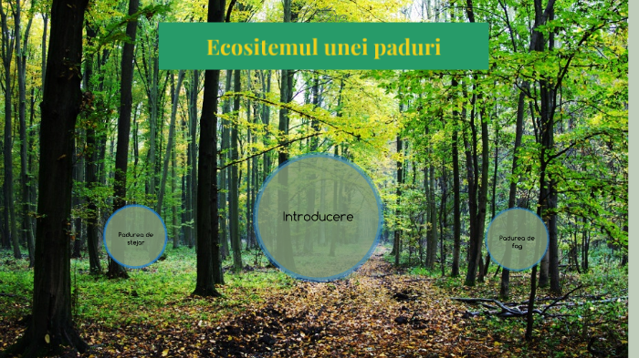 Ecositemul unei paduri by Nicoleta Cotelea on Prezi