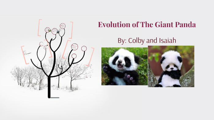 Evolution of The Giant Panda by isaiah estepp on Prezi