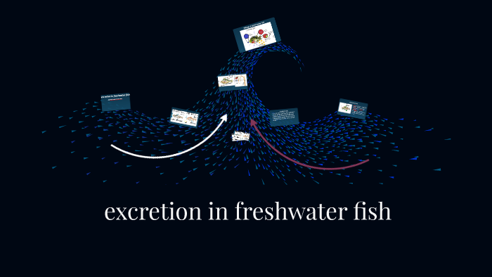 excretion in freshwater fish by gabriela moncyo on Prezi