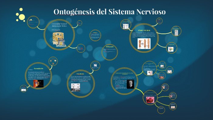 Ontogénesis del Sistema Nervioso by FELIPE ANAYA on Prezi