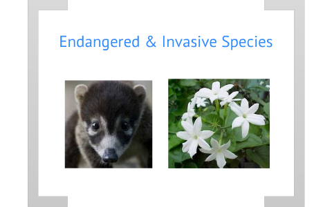 Endangered and Invasive Species by Ashley Jain