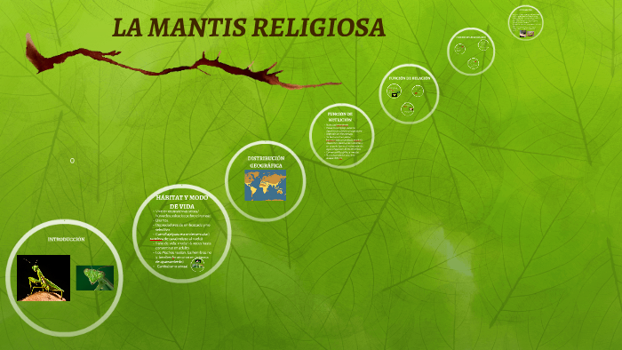 LA MANTIS RELIGIOSA by Ángela Torres García on Prezi