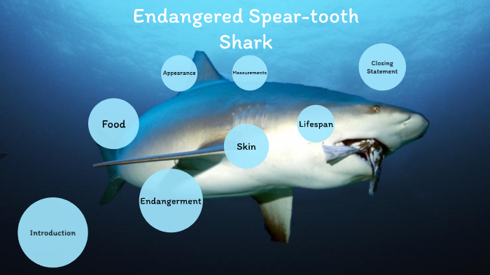 Speartooth Shark by Collin Gallagher on Prezi
