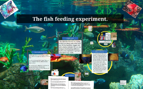 The fish feeding experiment by José Miguel on Prezi