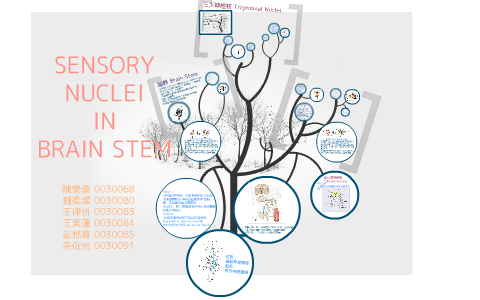 BRAIN STEM SENSORY NUCLEI by Joe Ye E on Prezi
